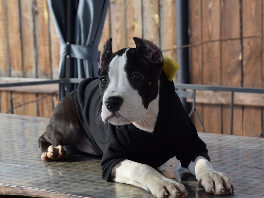 Стаффордширский терьер