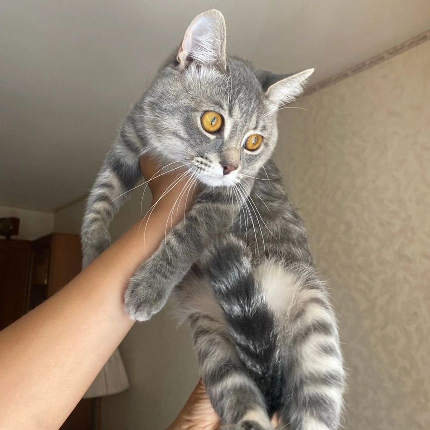 Кот ищет дом