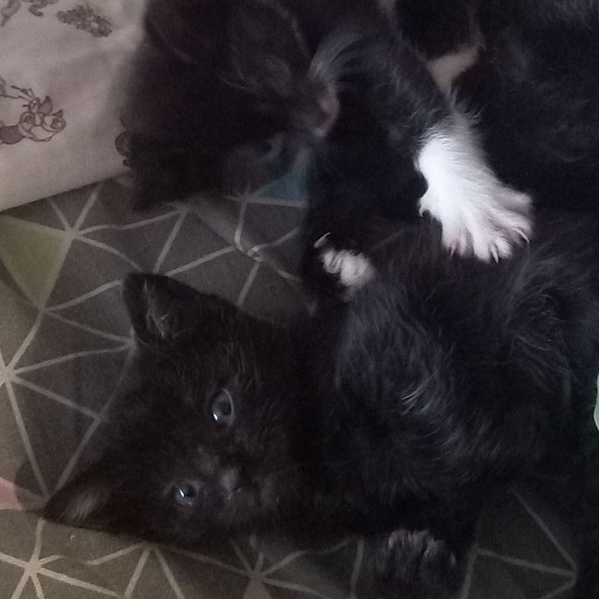 Котята
