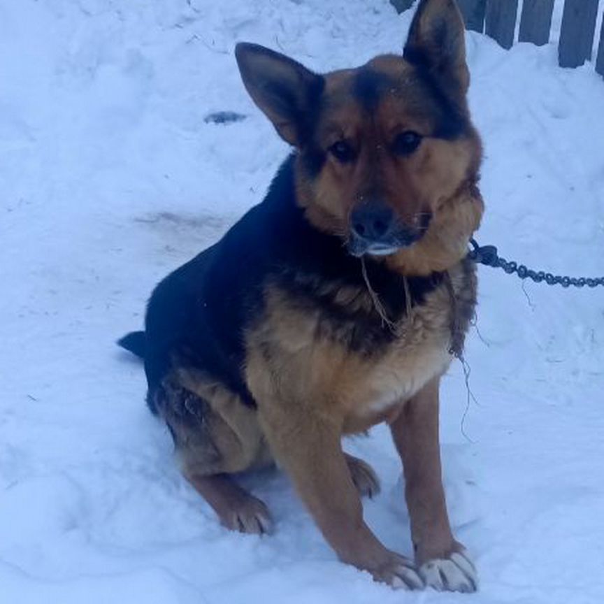 Немецкая овчарка, взрослый пёс