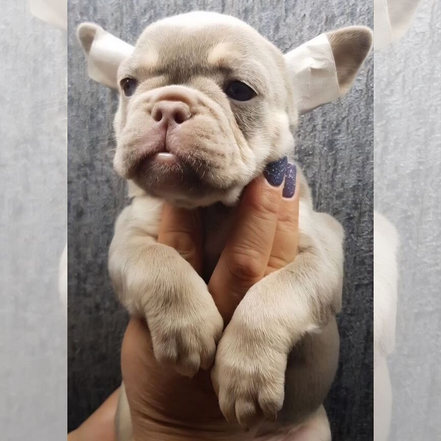 Французский бульдог, щенок