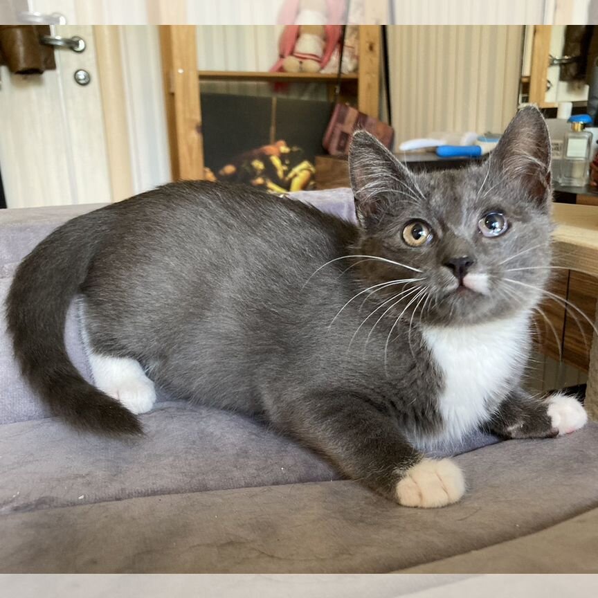 Пепельный серый котенок в дар