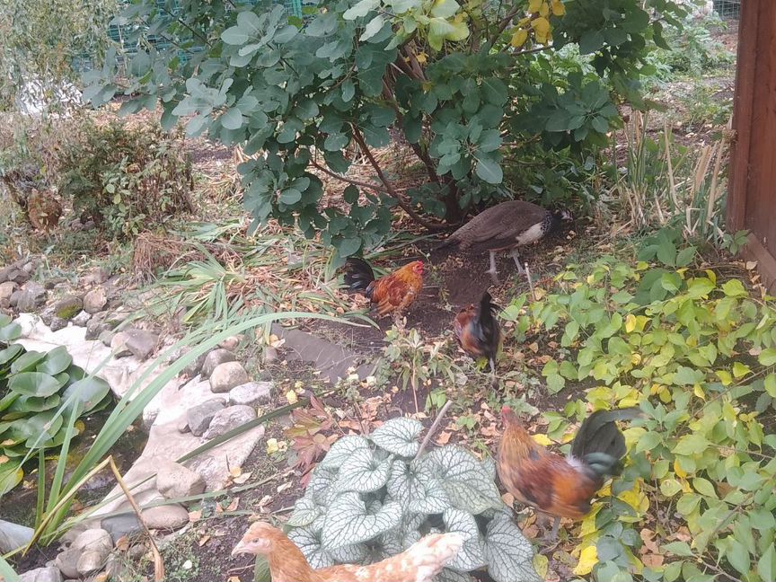 Продаю петухов породы бентамка