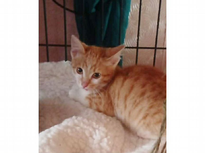 Котенок мальчик 3 месяца