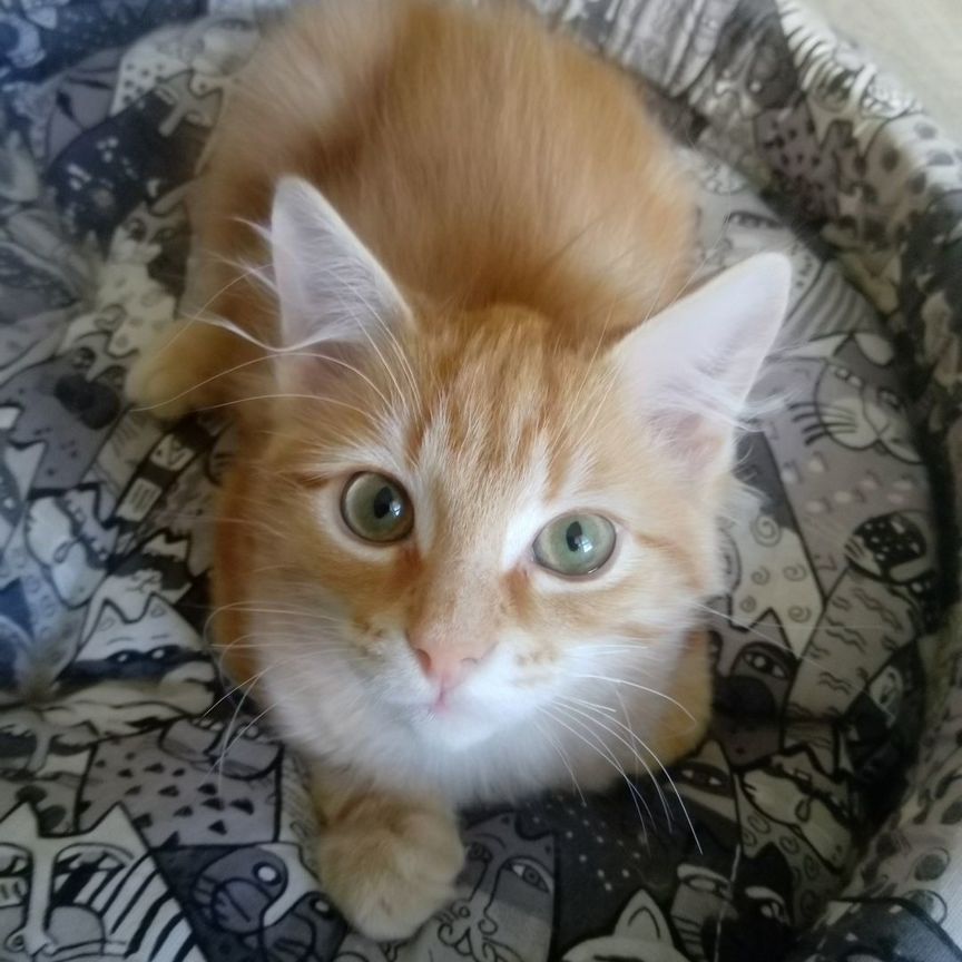 Котёнок рыженький