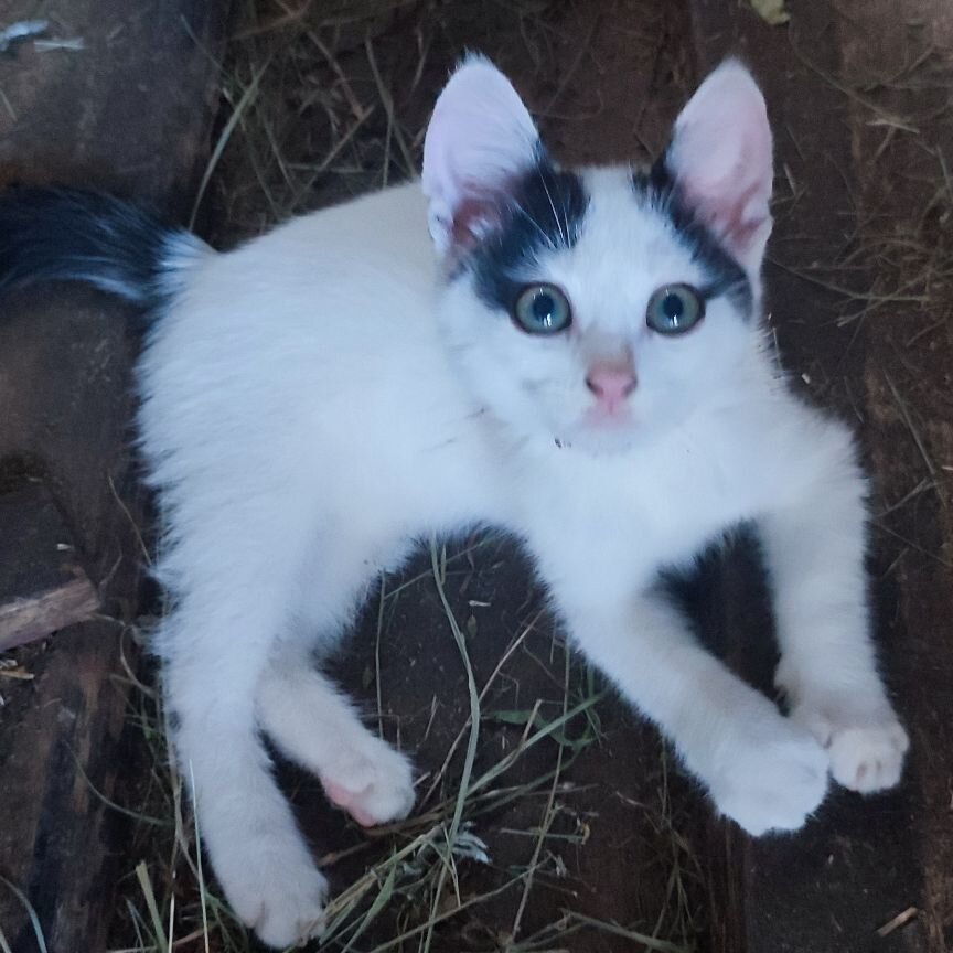 Котик в добрые руки
