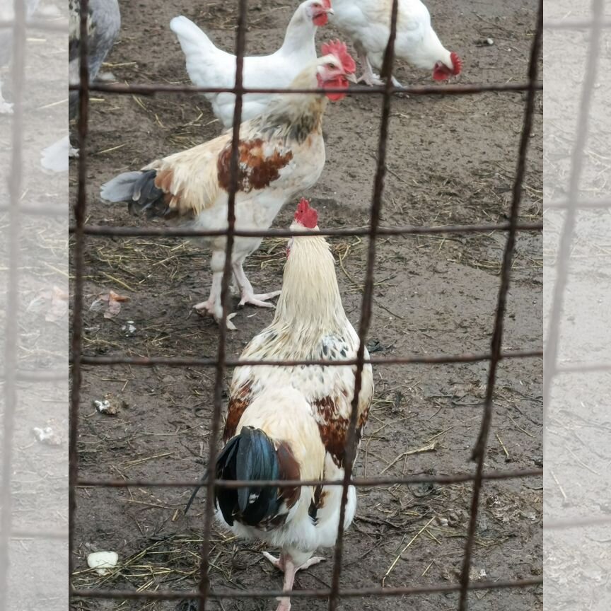 Петухи молодые домашние