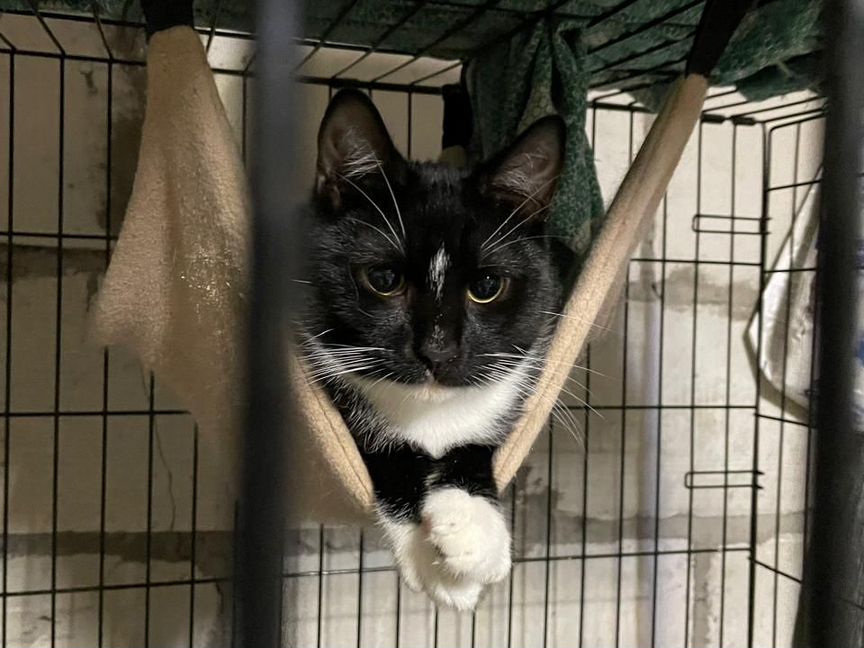 Котики и кошечки из приюта ищут дом