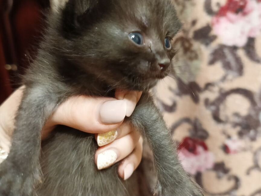 Отдам котят