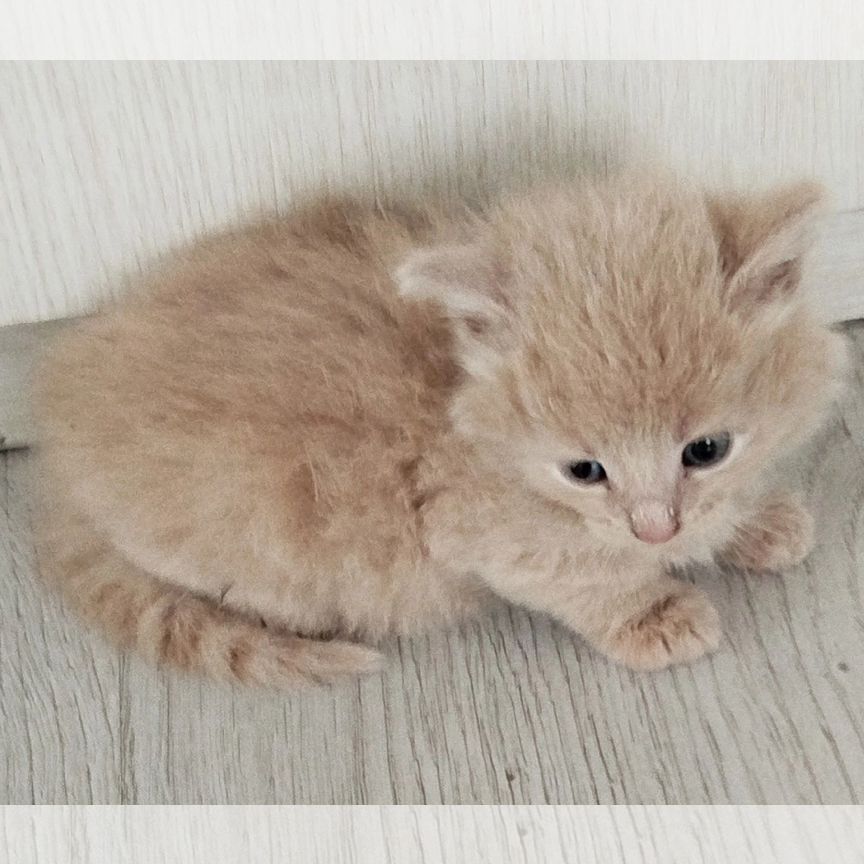Котёнок в добрые руки