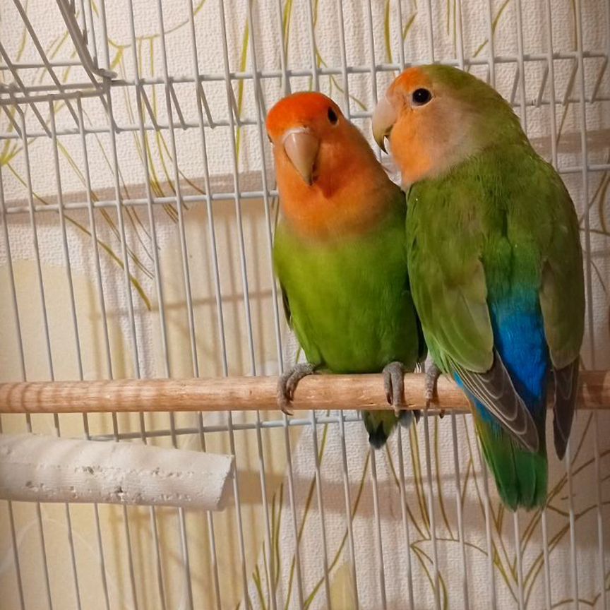 Попугаи неразлучники