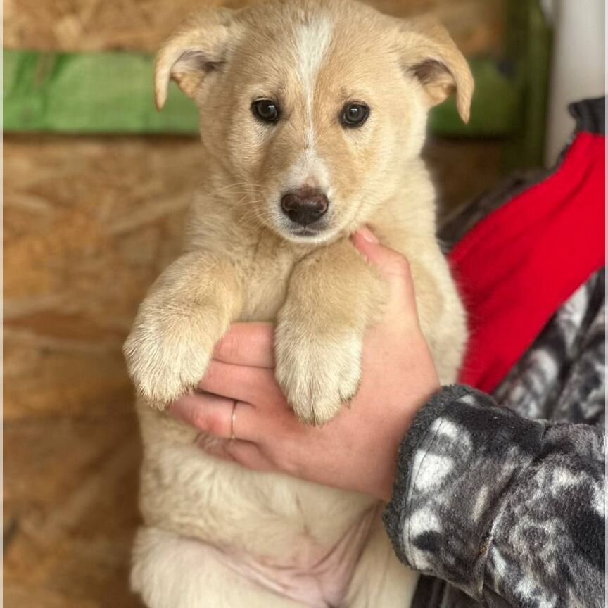 Щенок в добрые руки