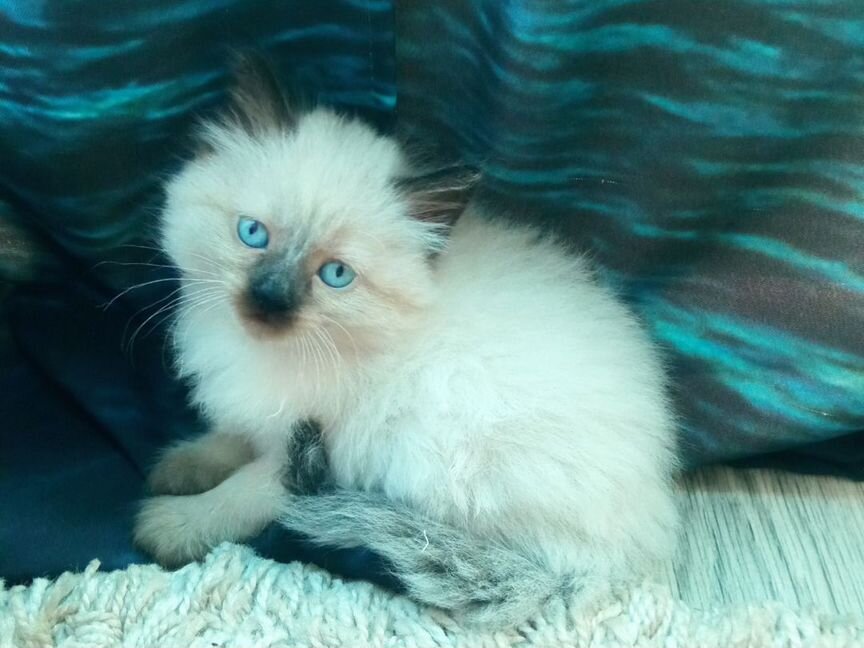 Котята Тайские
