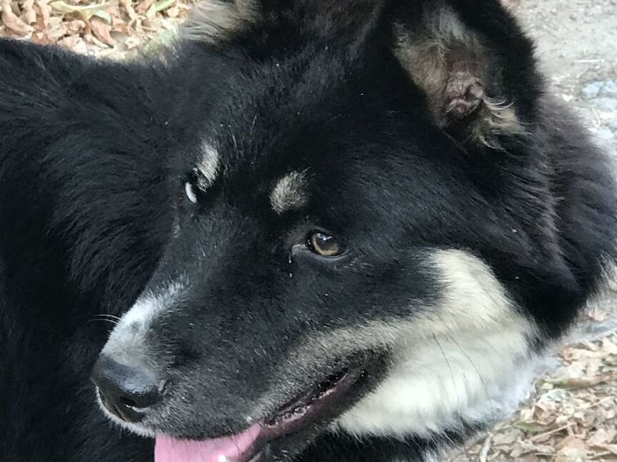 Собака в добрые руки отдам бесплатно