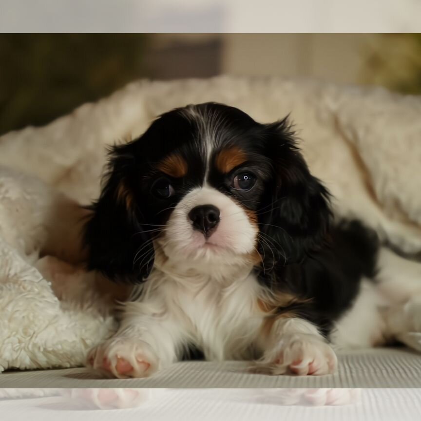 Кавалер кинг-чарльз-спаниель, щенок