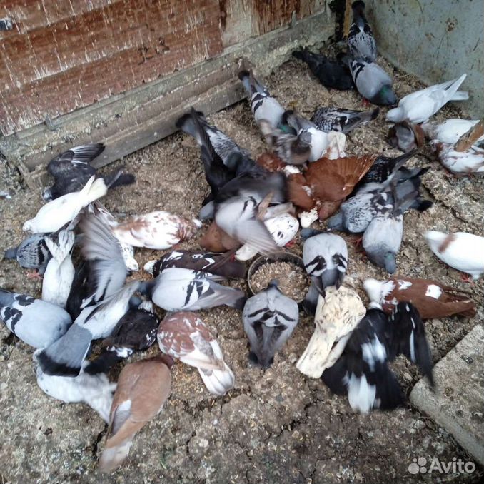 Продажа бакинских голубей