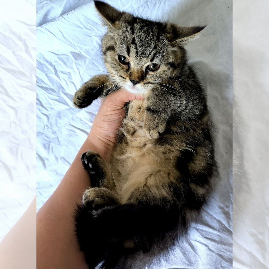 Британский короткошёрстный котёнок
