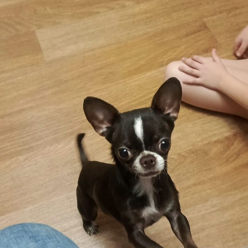 Чихуахуа девочка Роксана