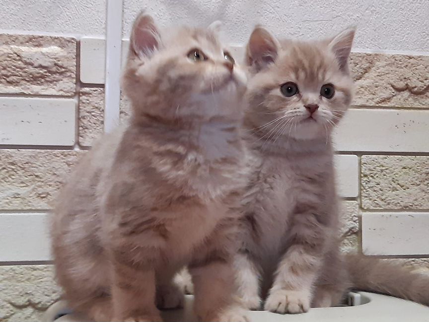 Лиловые котята