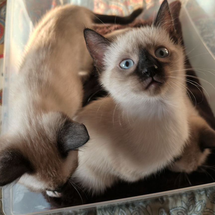 Тайский котёнок