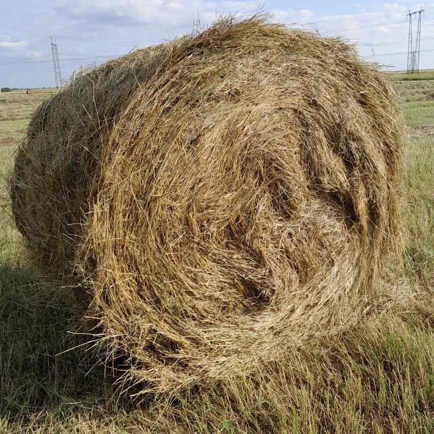 Сено в рулонах