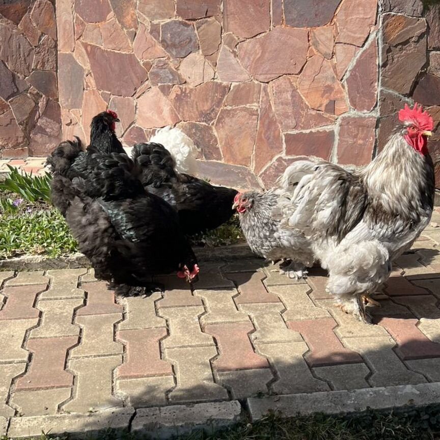 Цыплята кохинхин стандарт