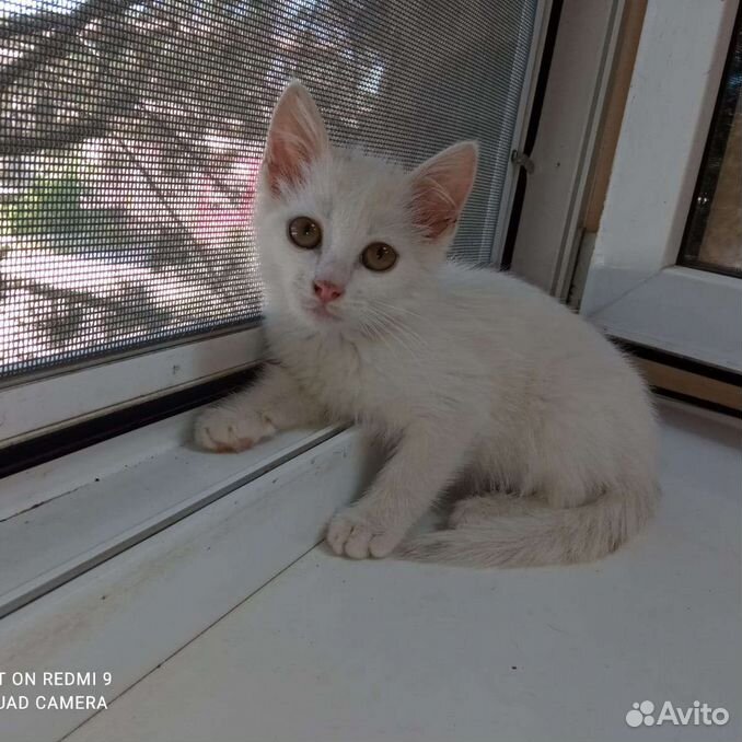 Котенок девочка Белла