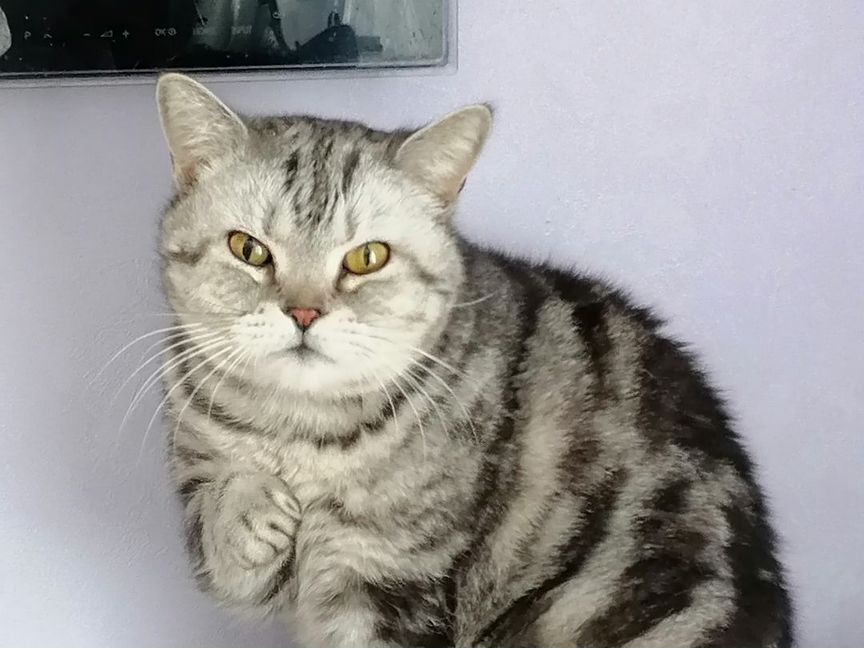 Шотландская