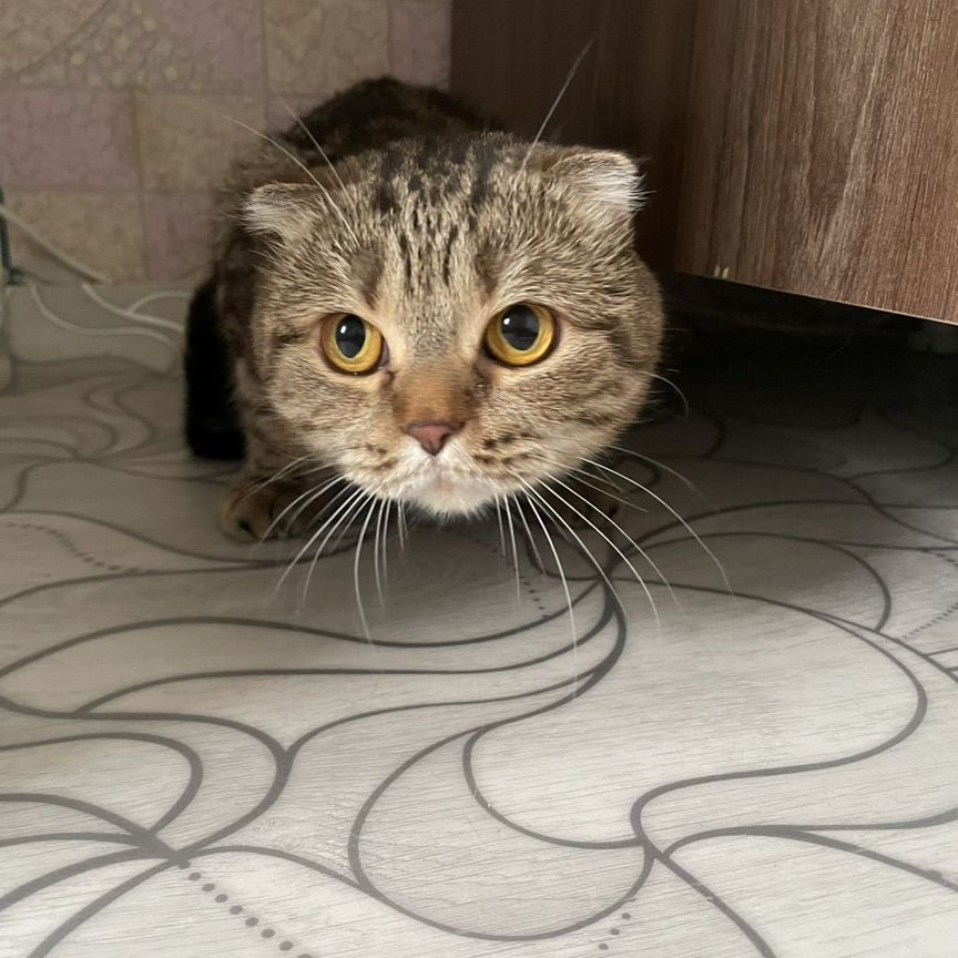 Кошка шотланская вислоухая