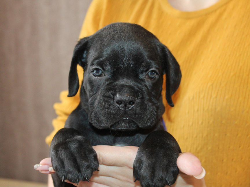 Щенки кане Корсо