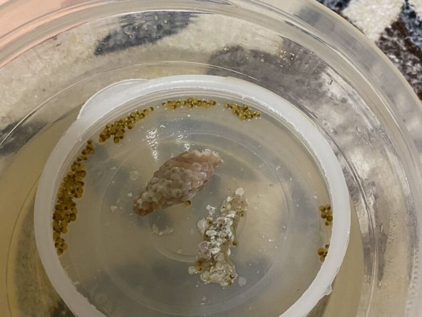 Малыши ампулярии