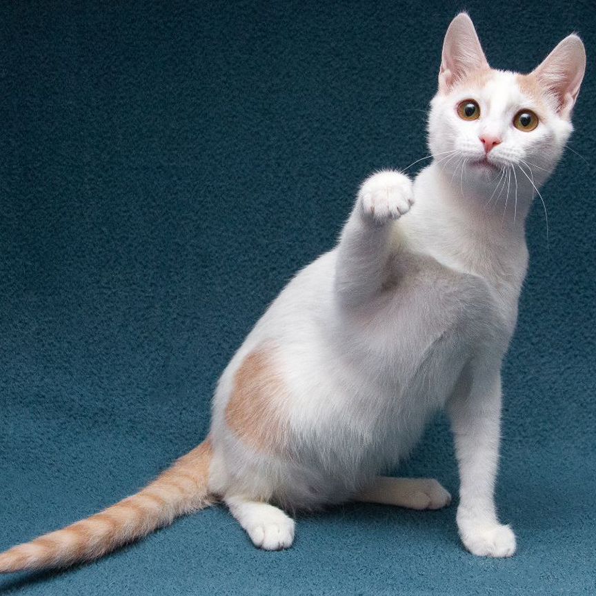 Котенок Милая Мила)