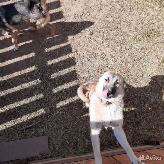 Собаки 8 мес,устали жить в клетке