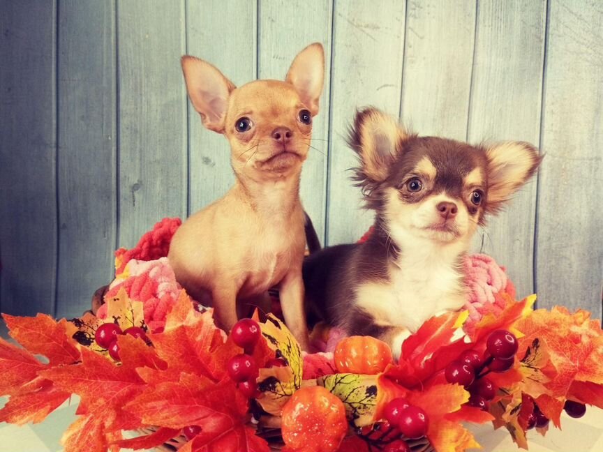 Чихуахуа девочки
