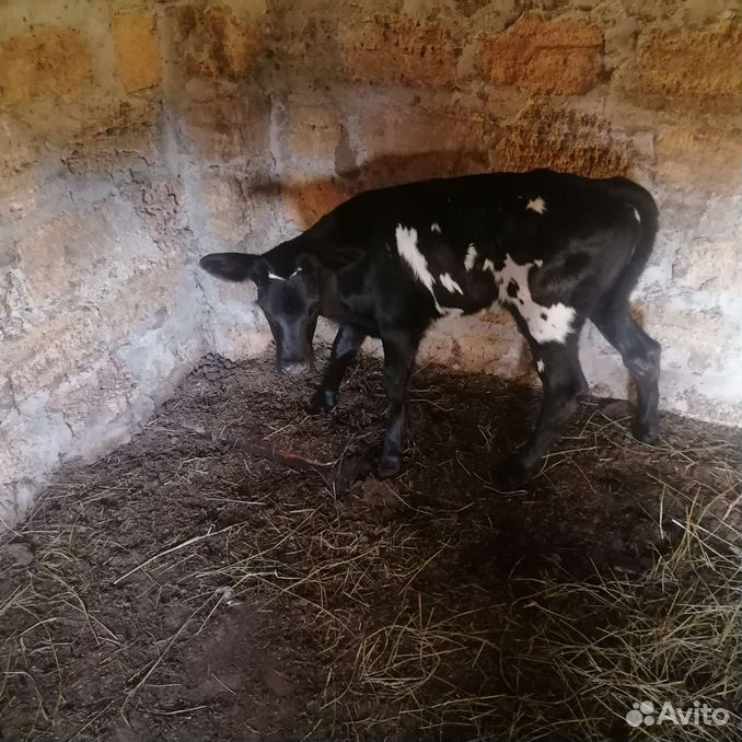 Продам телочку