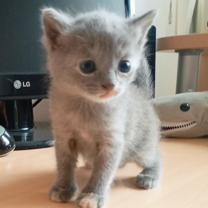 Котята русская голубая