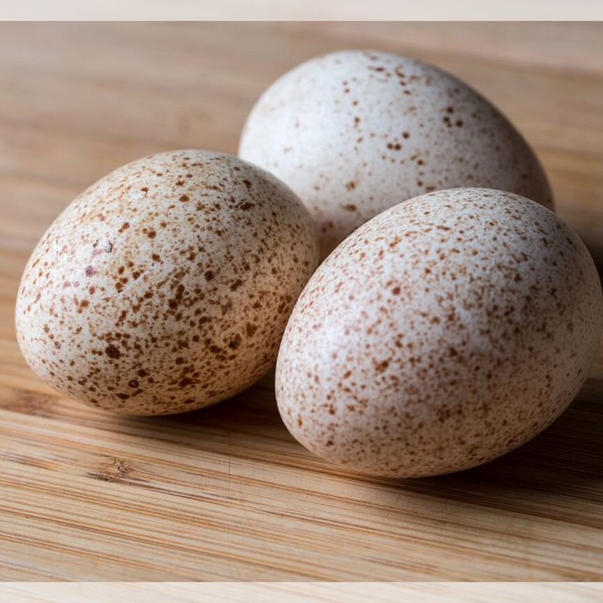 Прадаю яйцо инкубационное индюков