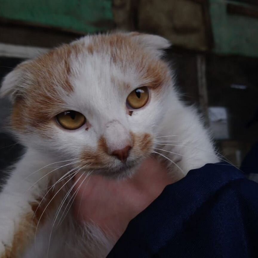 Котята в добрые руки даром