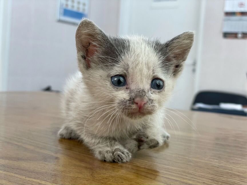 Особенный котенок