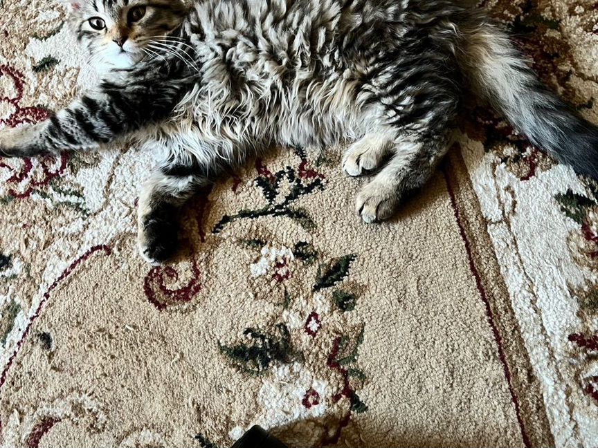 Котята мейн-кун