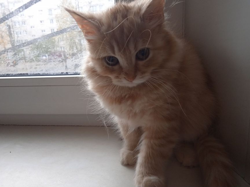 Сибирские котята