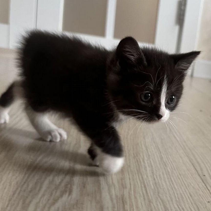 Котёнок в добрые руки