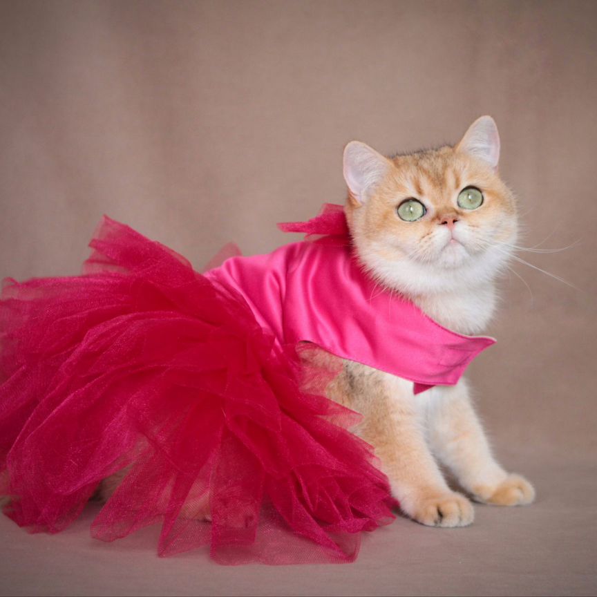 Британская девочка золотая шиншилла