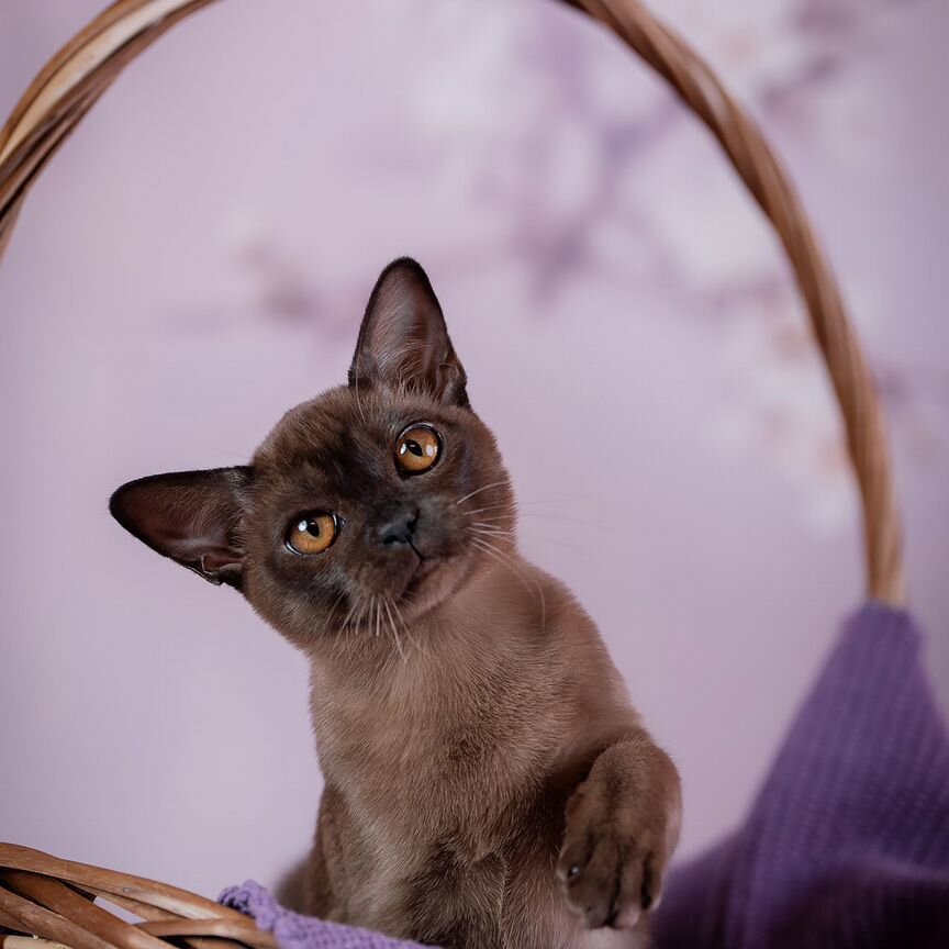 Европейская бурма