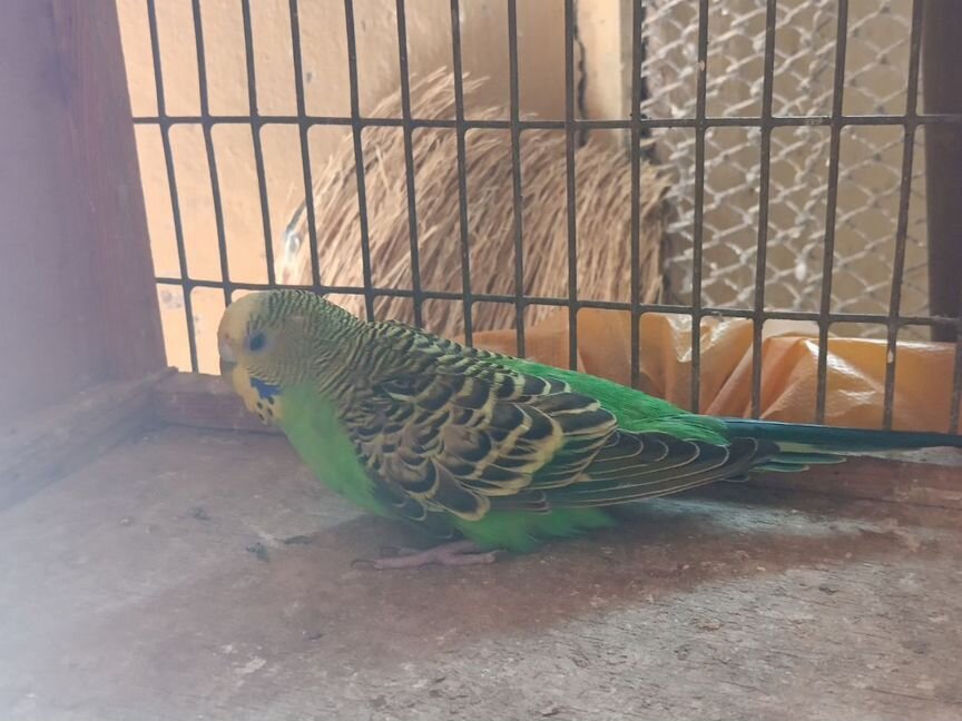 Попугаи волнистые