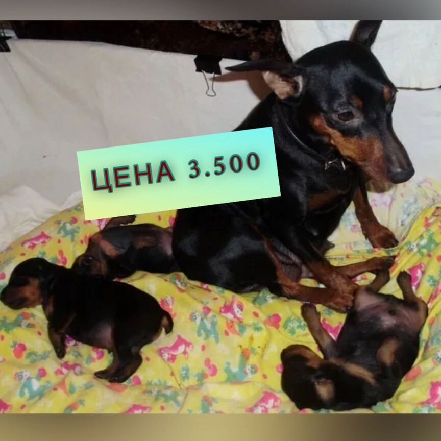 Пинчер щенки,помесь