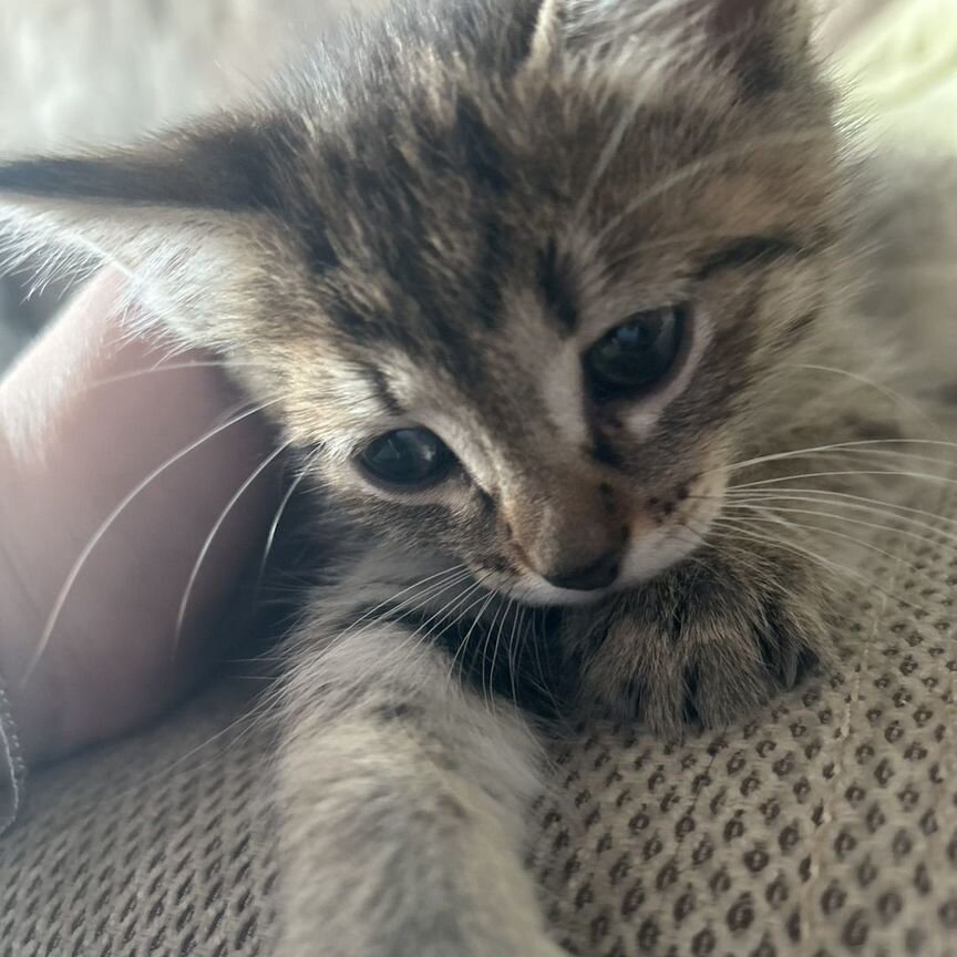 Котенок