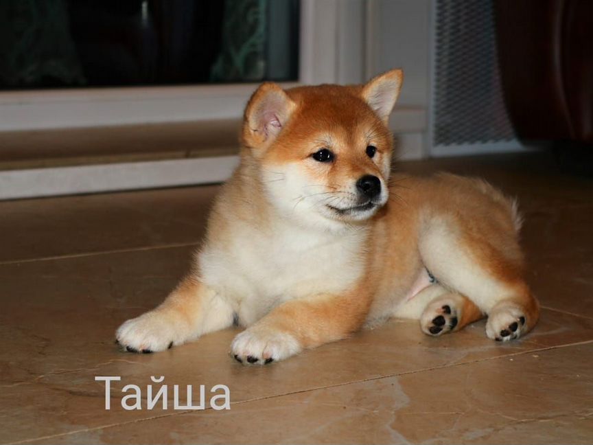 Сиба Тайша