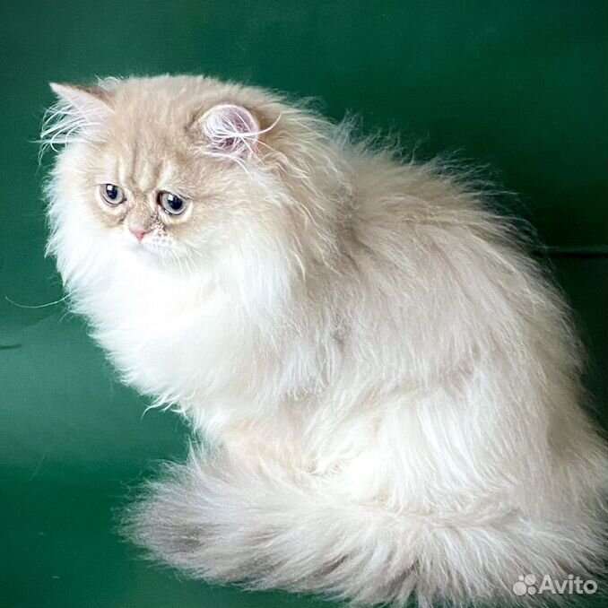 Персидская голубая золотая затушеванная шиншилла
