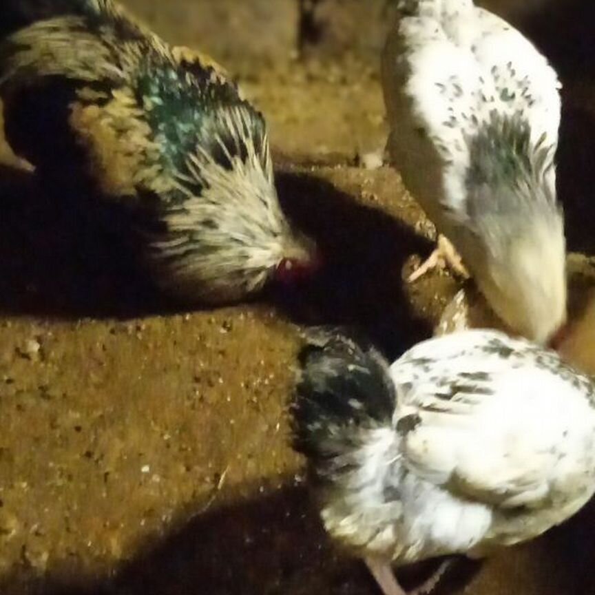 Молодые петушки